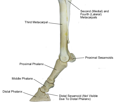 La falange segunda de un caballo – Un geólogo en apuros